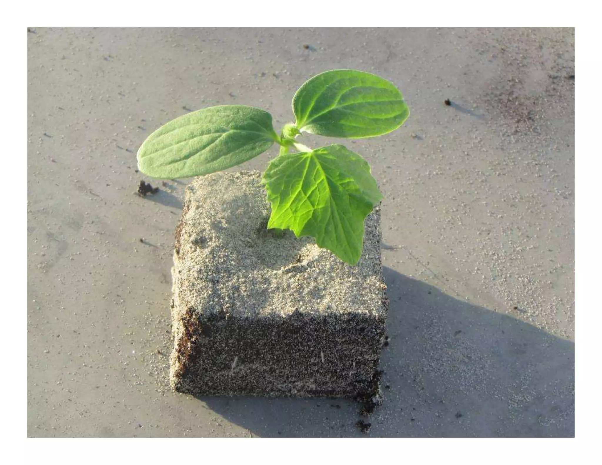 Grow rasad znacaj_kvalitetnog_rasada | PDF