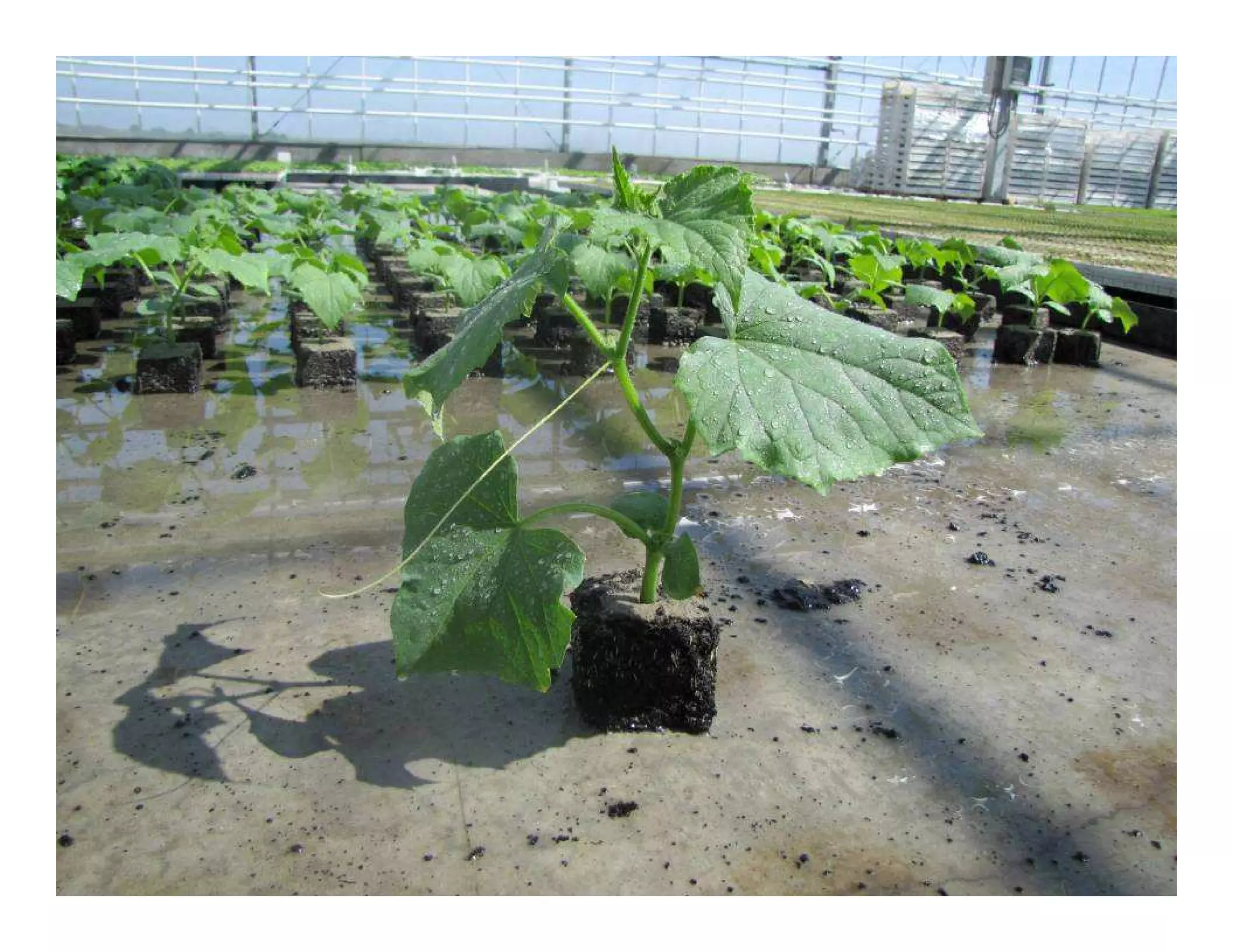 Grow rasad znacaj_kvalitetnog_rasada | PPT