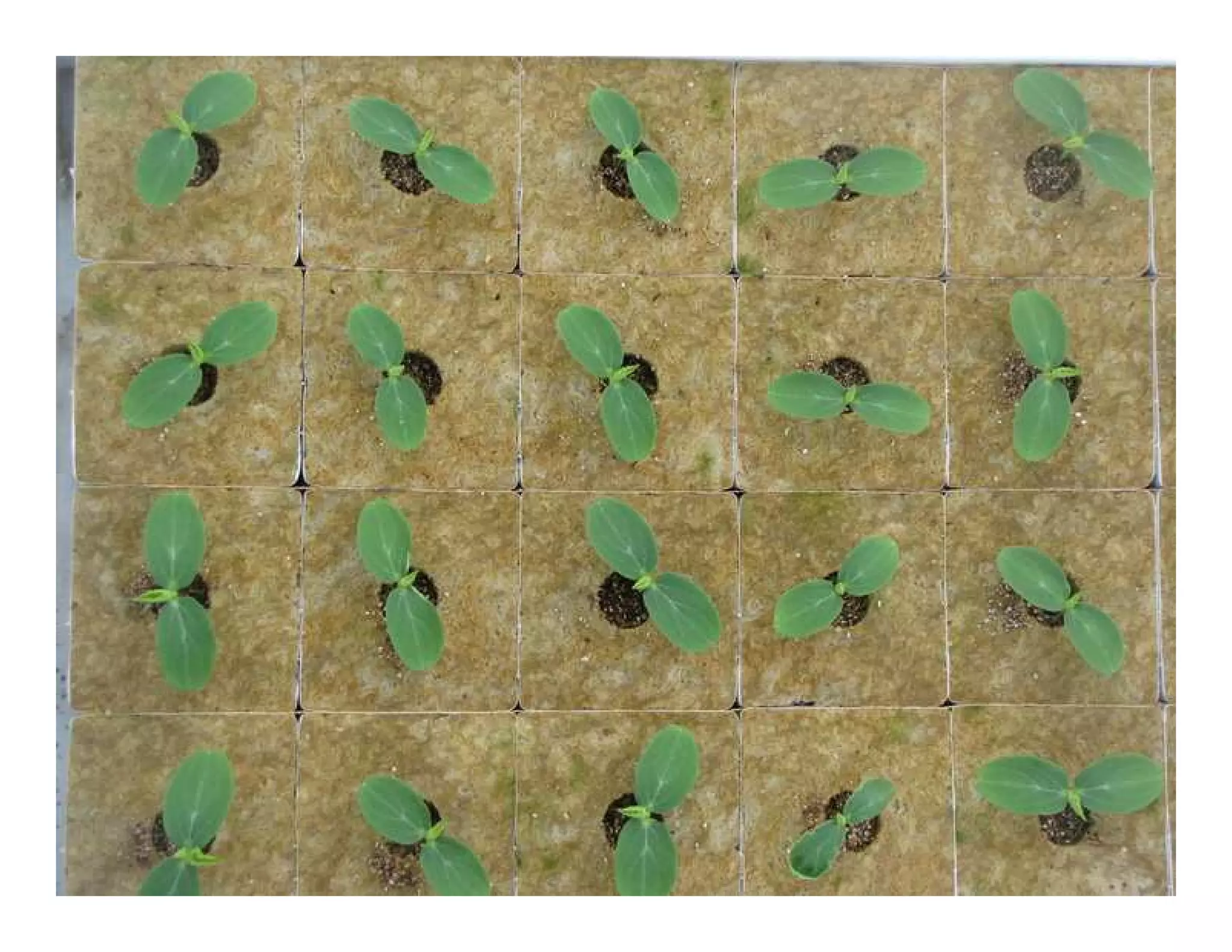 Grow rasad znacaj_kvalitetnog_rasada | PPT