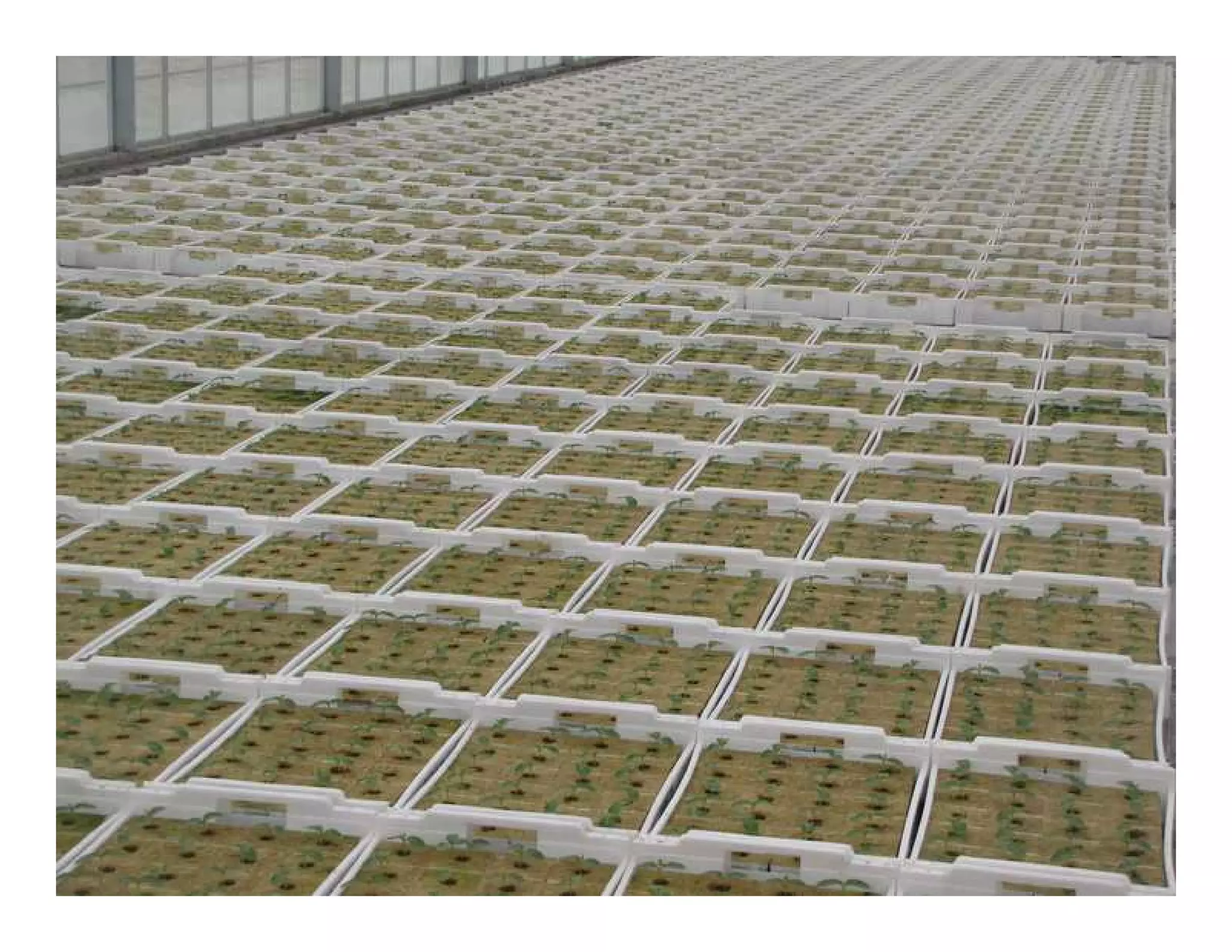 Grow rasad znacaj_kvalitetnog_rasada | PDF