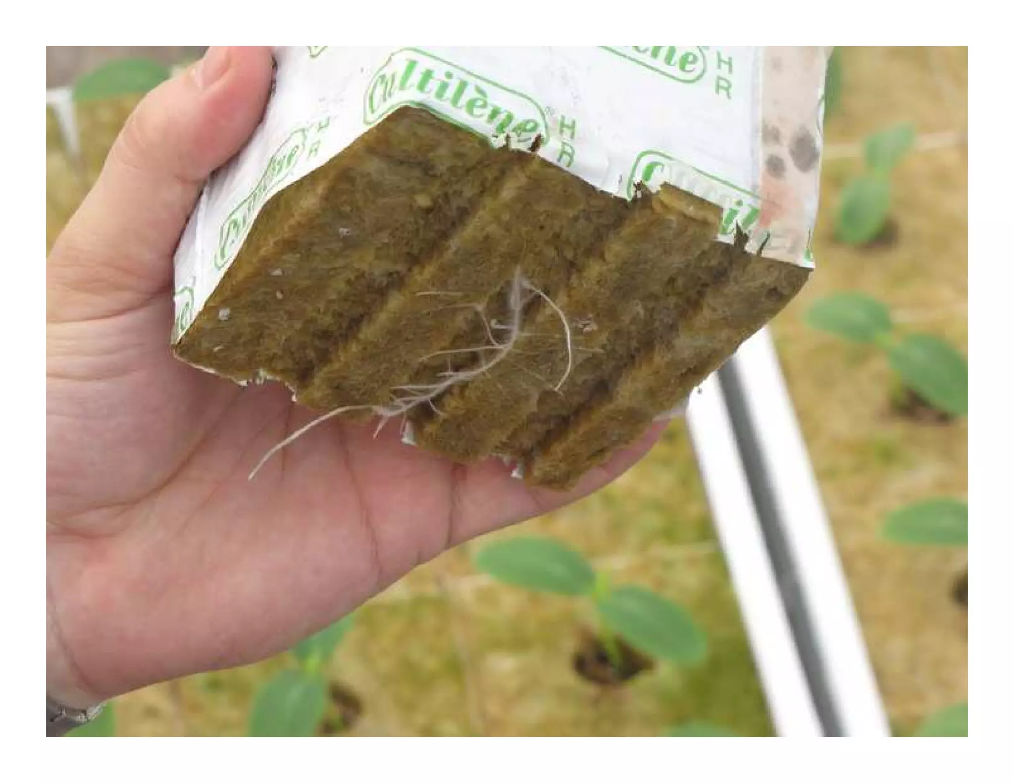 Grow rasad znacaj_kvalitetnog_rasada | PDF