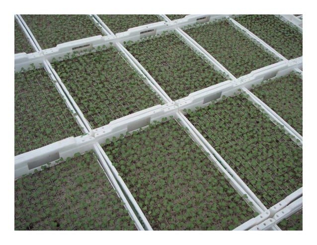 Grow rasad znacaj_kvalitetnog_rasada | PPT