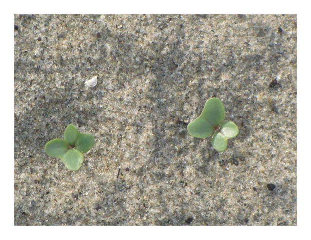 Grow rasad znacaj_kvalitetnog_rasada | PPT