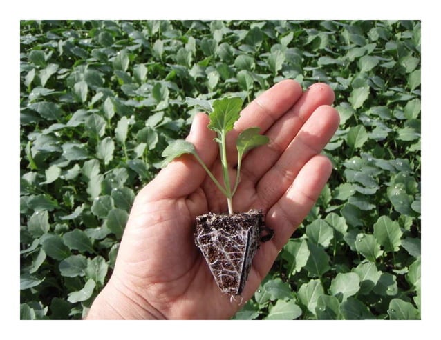 Grow rasad znacaj_kvalitetnog_rasada | PPT