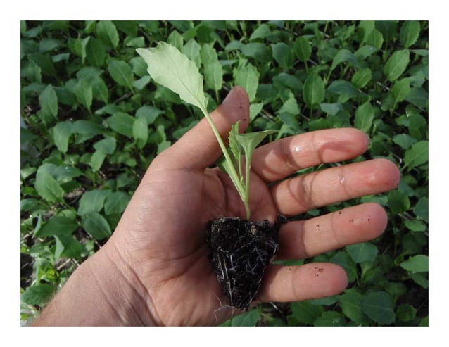 Grow rasad znacaj_kvalitetnog_rasada | PPT