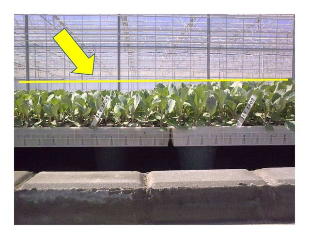 Grow rasad znacaj_kvalitetnog_rasada | PPT