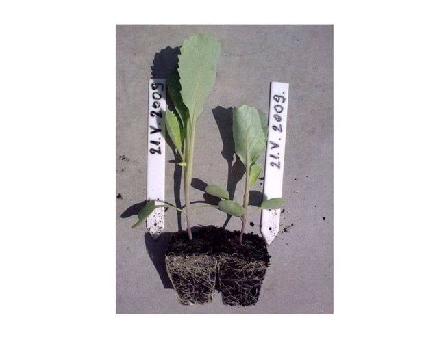 Grow rasad znacaj_kvalitetnog_rasada | PPT