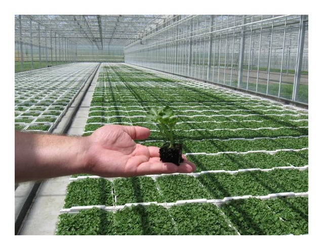 Grow rasad znacaj_kvalitetnog_rasada | PPT