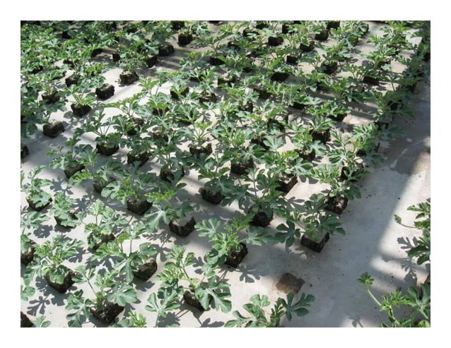 Grow rasad znacaj_kvalitetnog_rasada | PPT