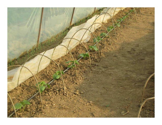 Grow rasad znacaj_kvalitetnog_rasada | PPT