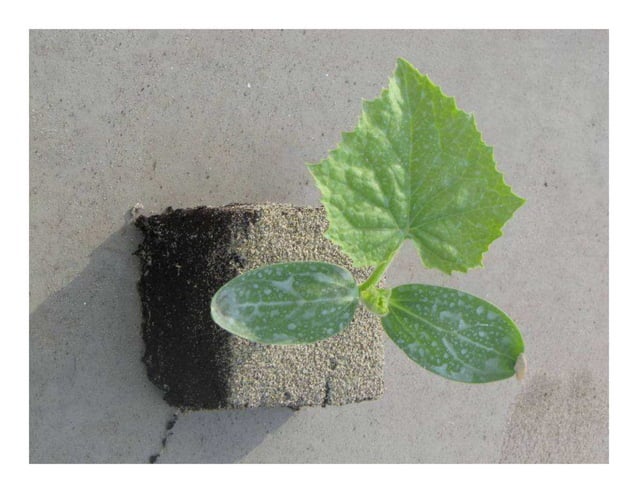 Grow rasad znacaj_kvalitetnog_rasada | PPT