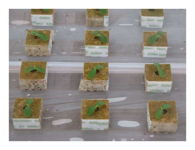 Grow rasad znacaj_kvalitetnog_rasada | PPT