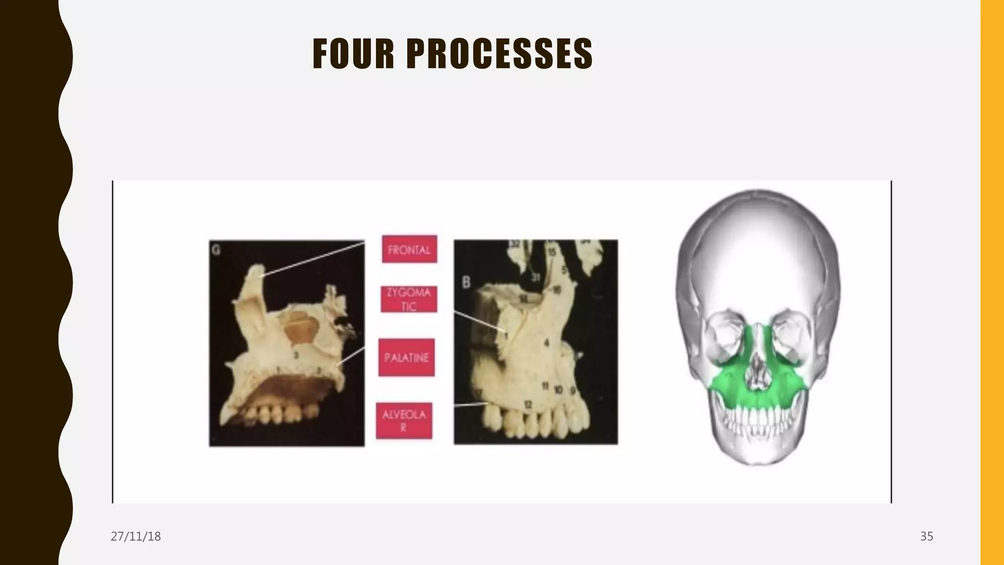 Growth and development of maxilla | PPTX
