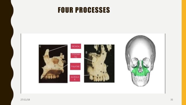Growth and development of maxilla | PPTX