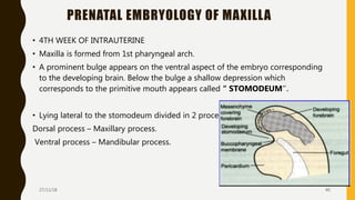 Growth and development of maxilla | PPTX