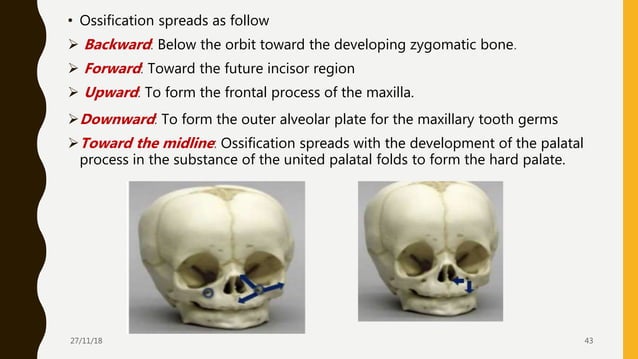 Growth and development of maxilla | PPT
