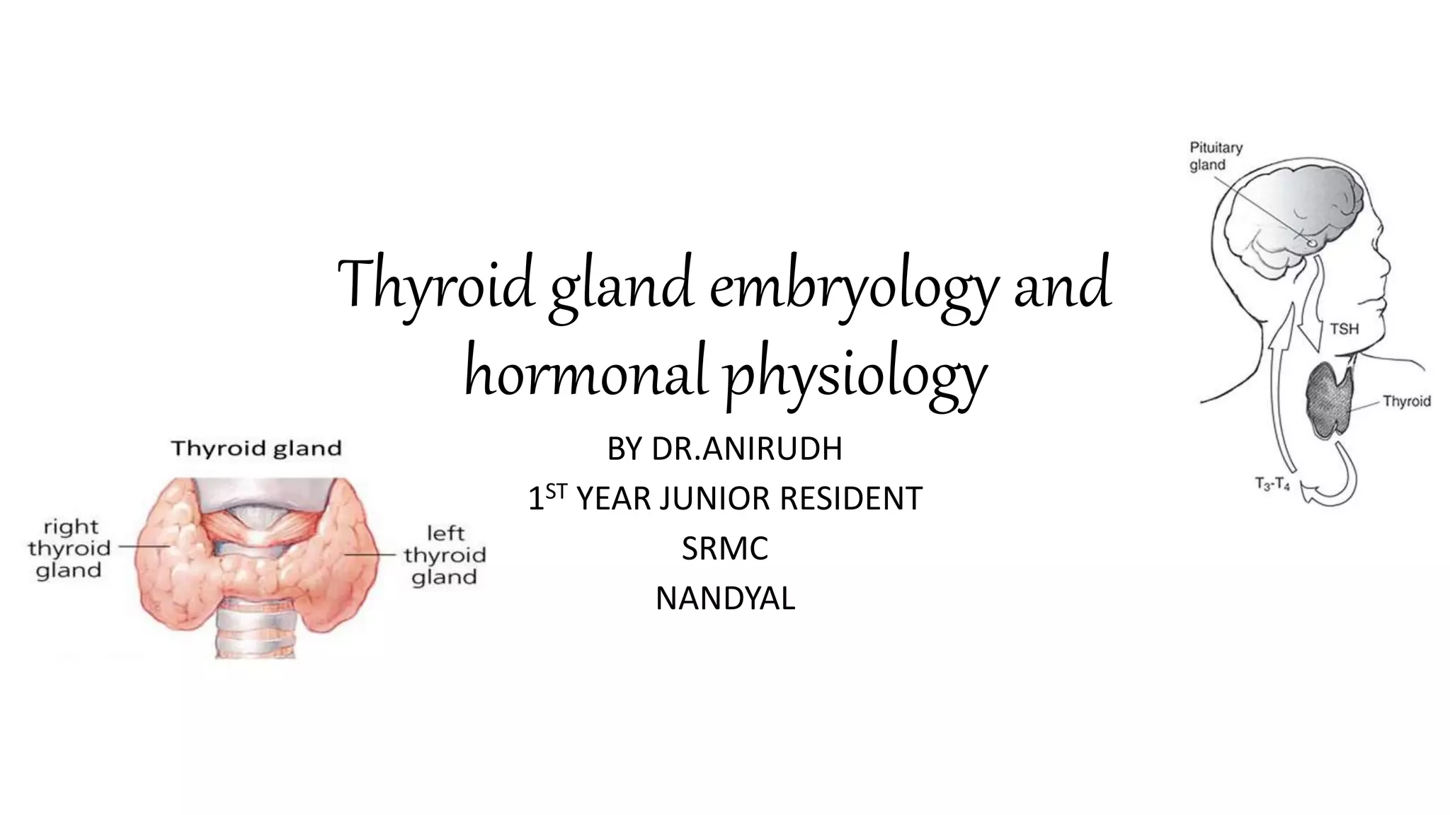 Thyroid Gland Embryolgy Physiology Ppt