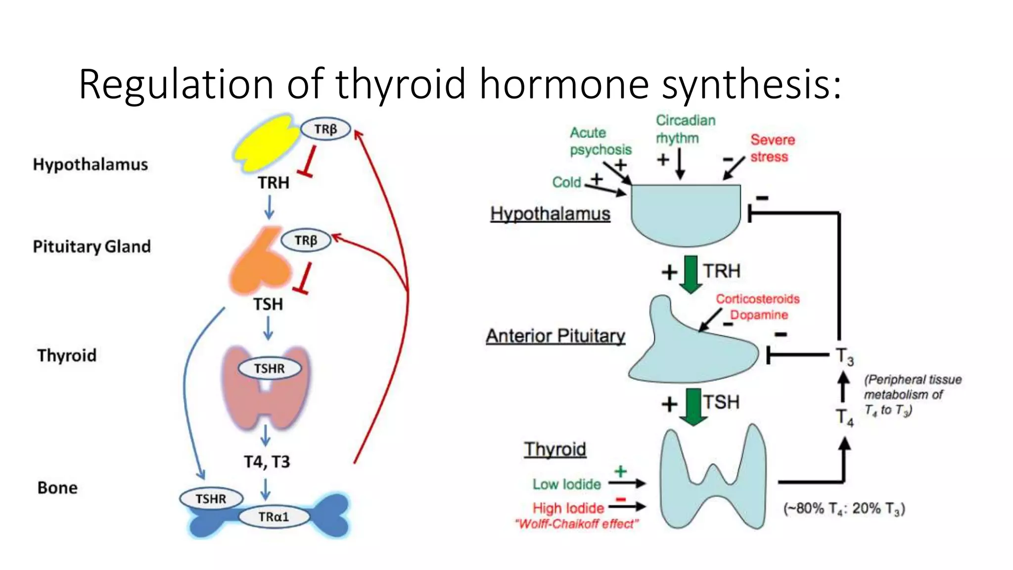 thyroid gland embryolgy, physiology | PPTX