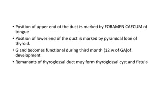 thyroid gland embryolgy, physiology | PPTX