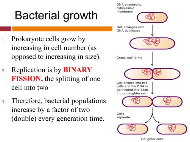 Bacterial Growth and Nutrition | PPT