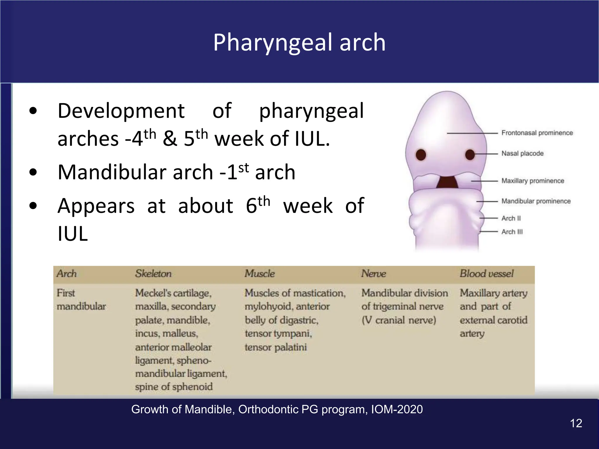the Growth-of-Mandible in orthodontics ppt | PPT