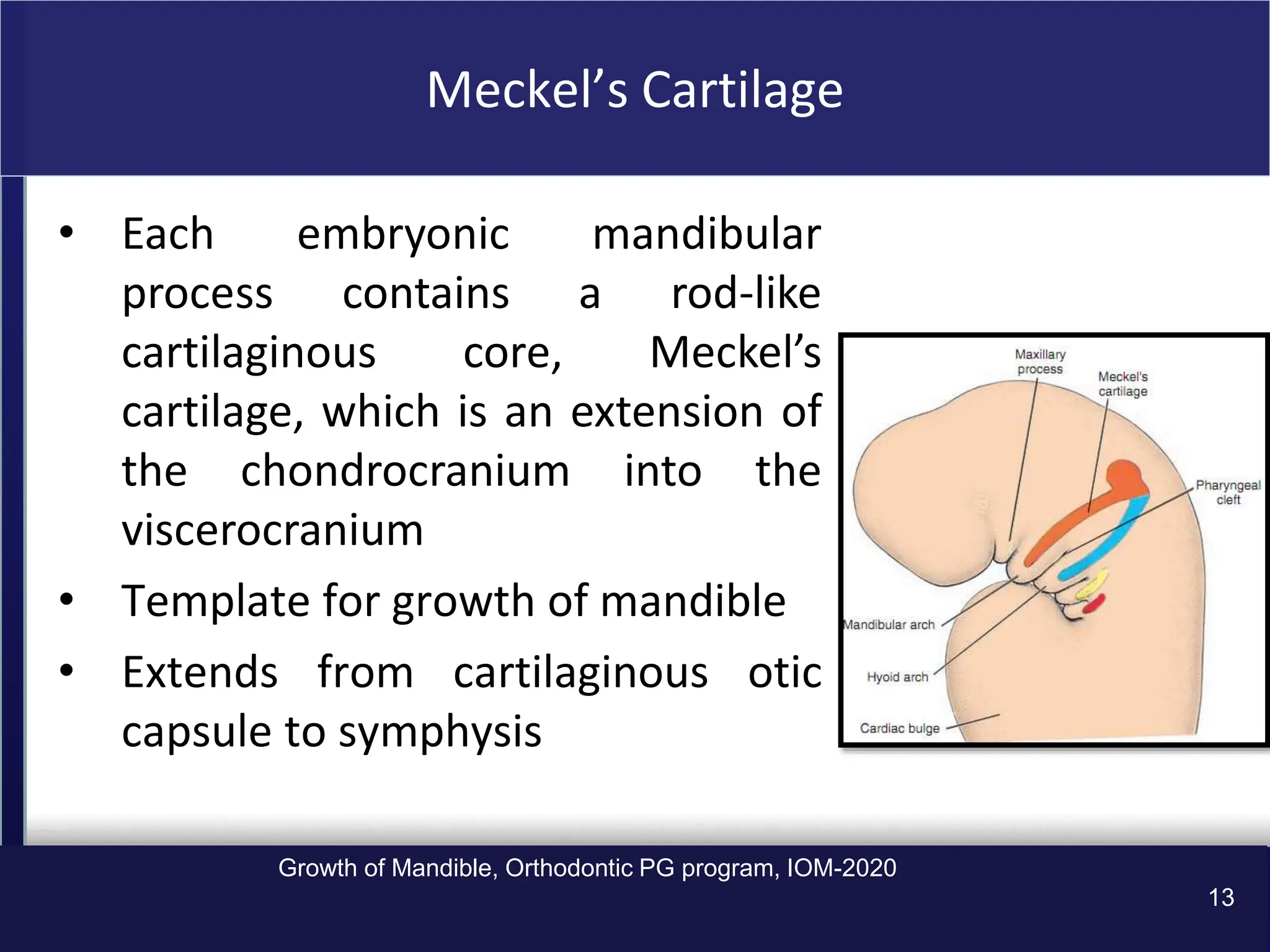 the Growth-of-Mandible in orthodontics ppt | PPT