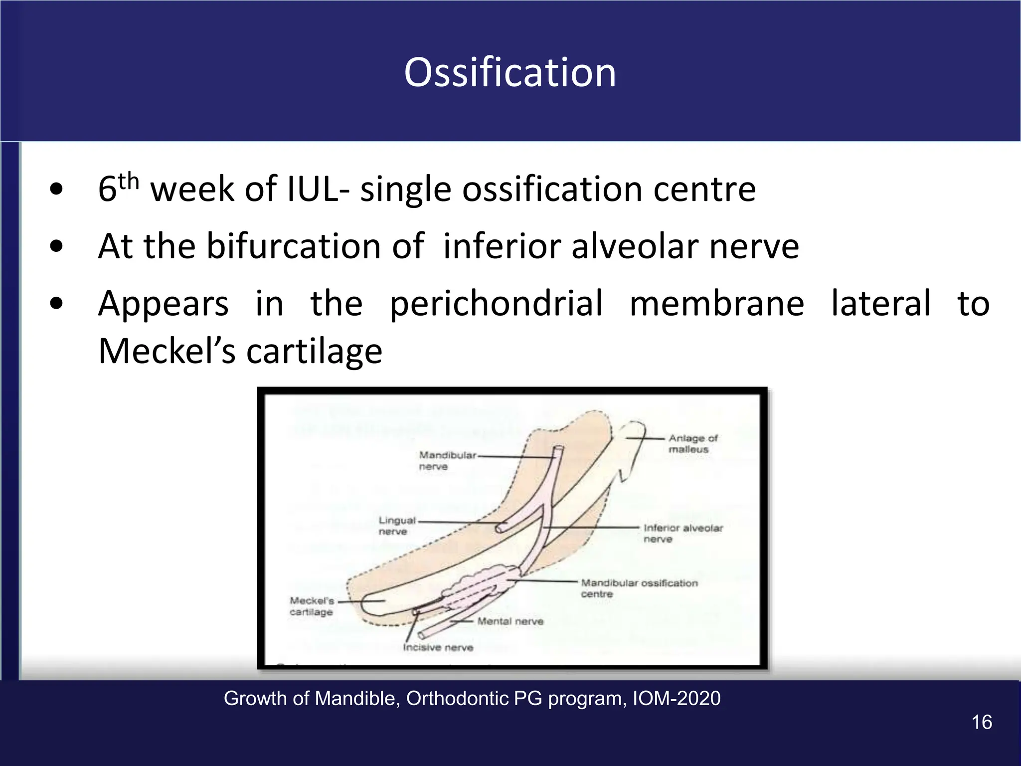 the Growth-of-Mandible in orthodontics ppt | PPT