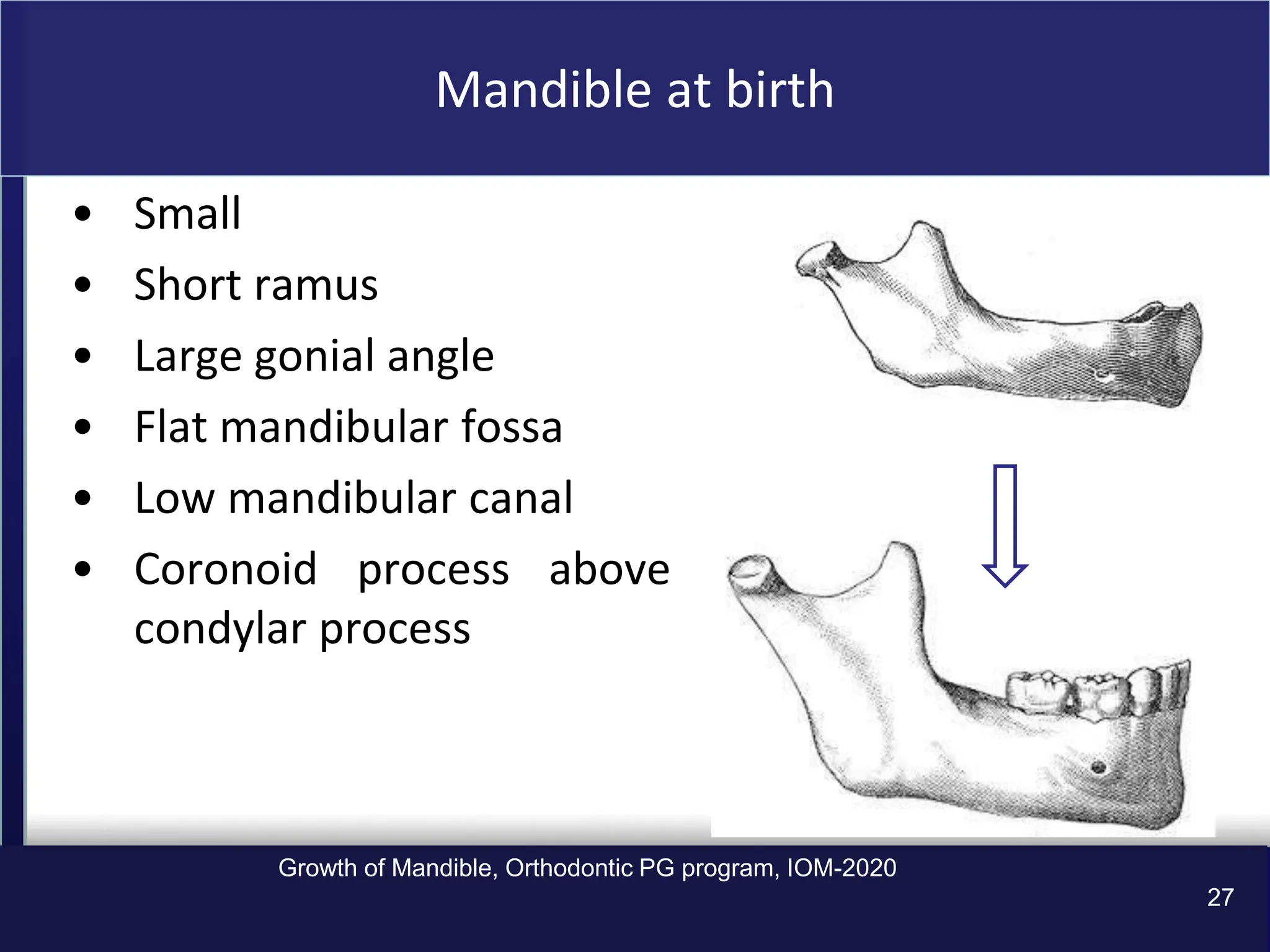 the Growth-of-Mandible in orthodontics ppt | PPT