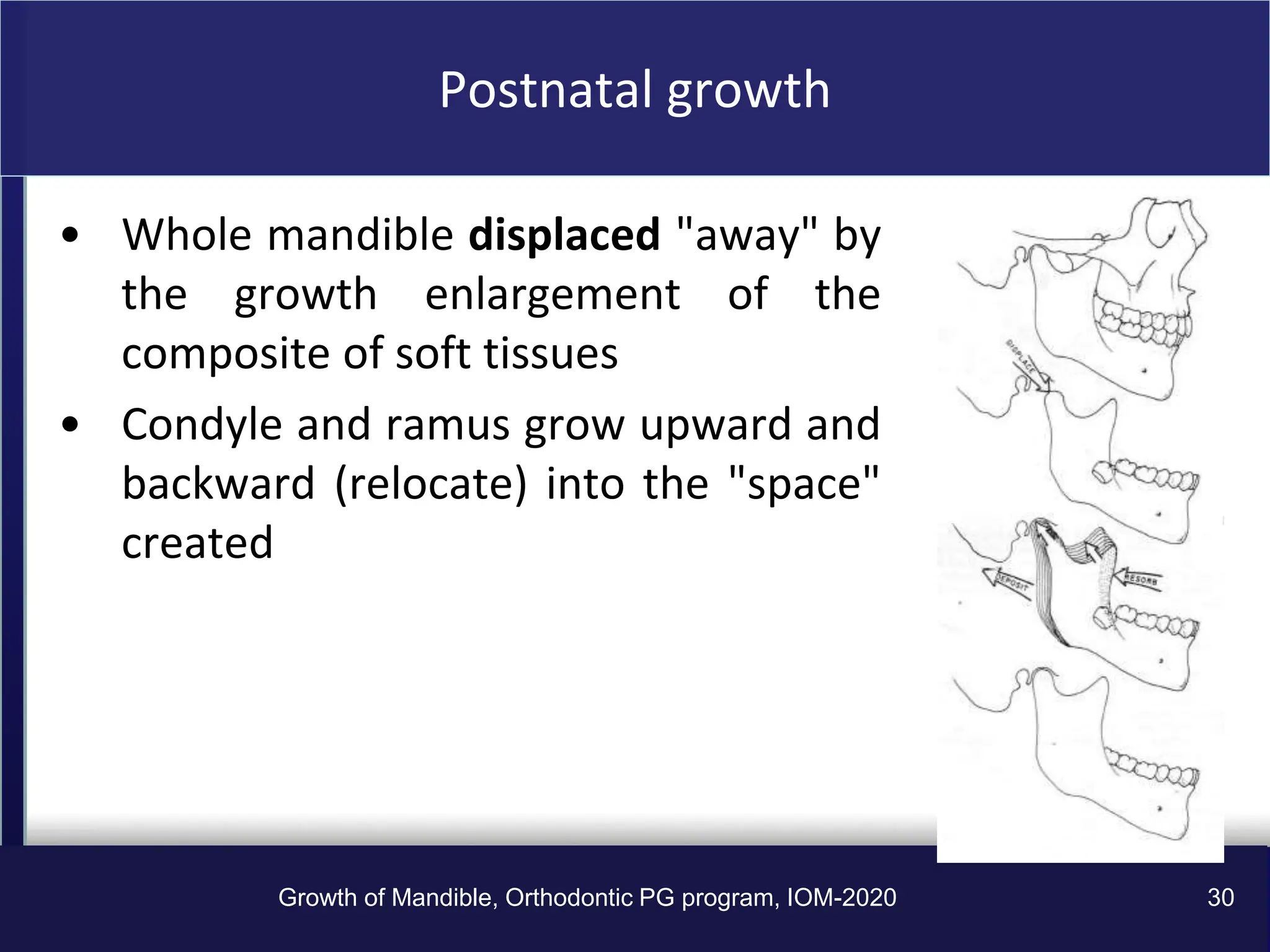 the Growth-of-Mandible in orthodontics ppt | PPT