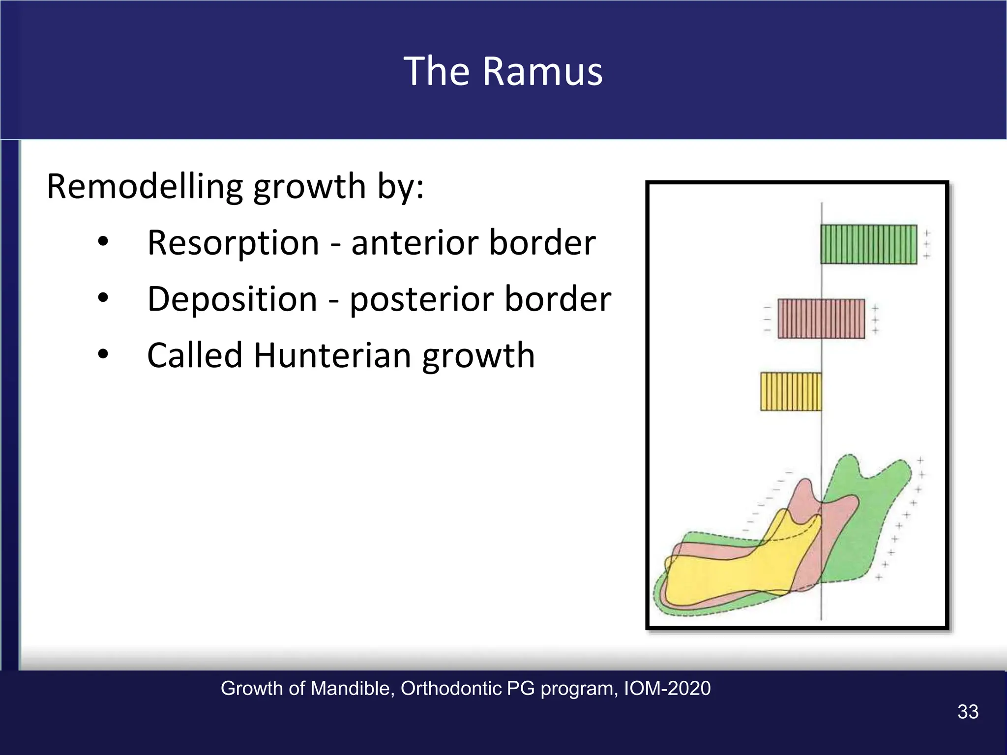 the Growth-of-Mandible in orthodontics ppt | PPT