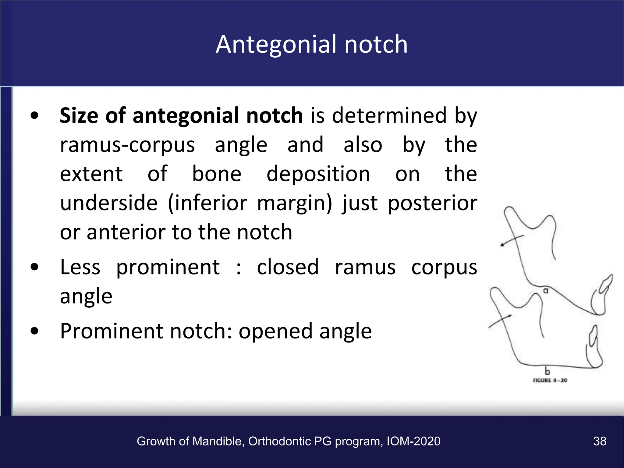 the Growth-of-Mandible in orthodontics ppt | PPT