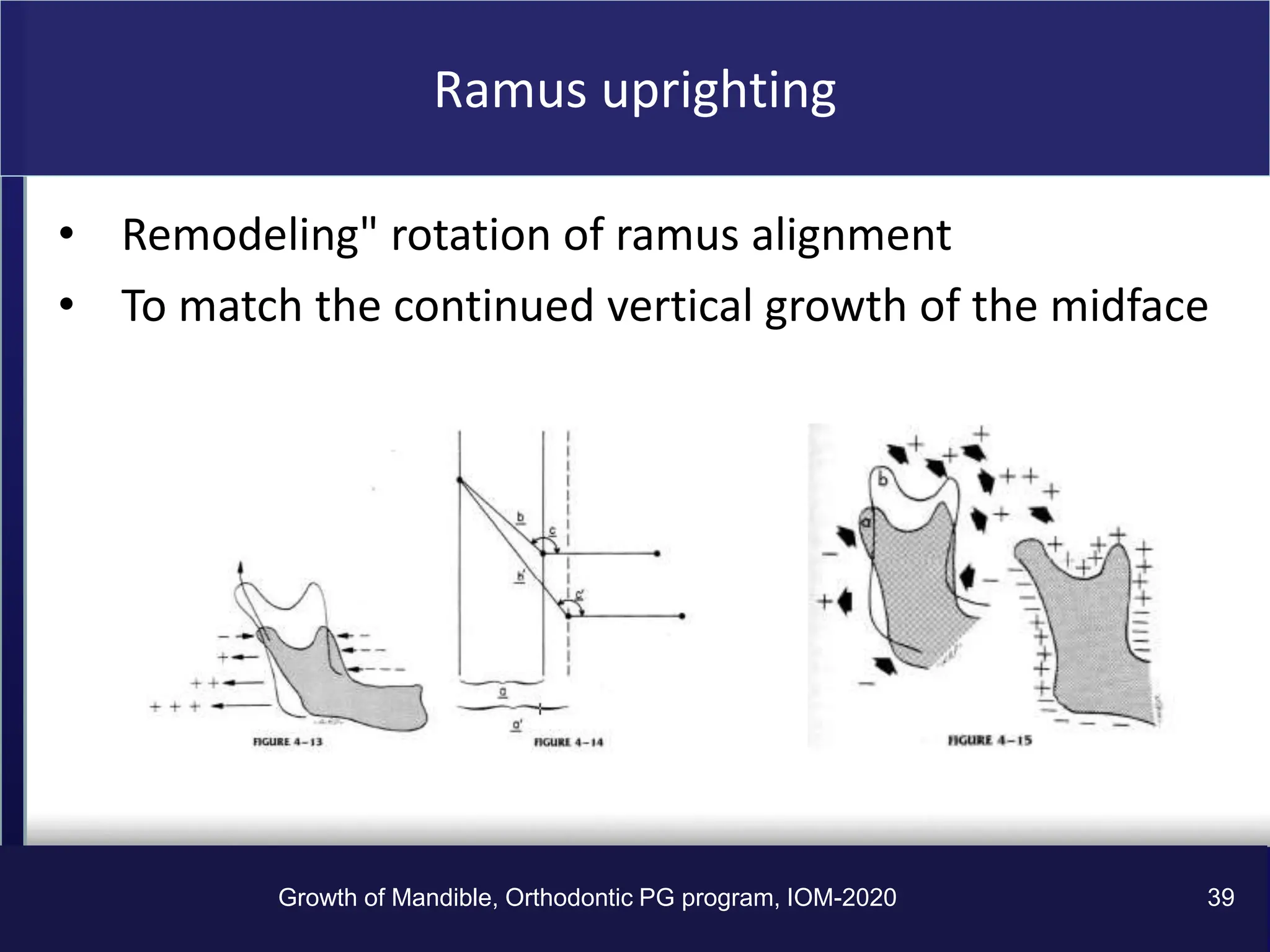 the Growth-of-Mandible in orthodontics ppt | PPT