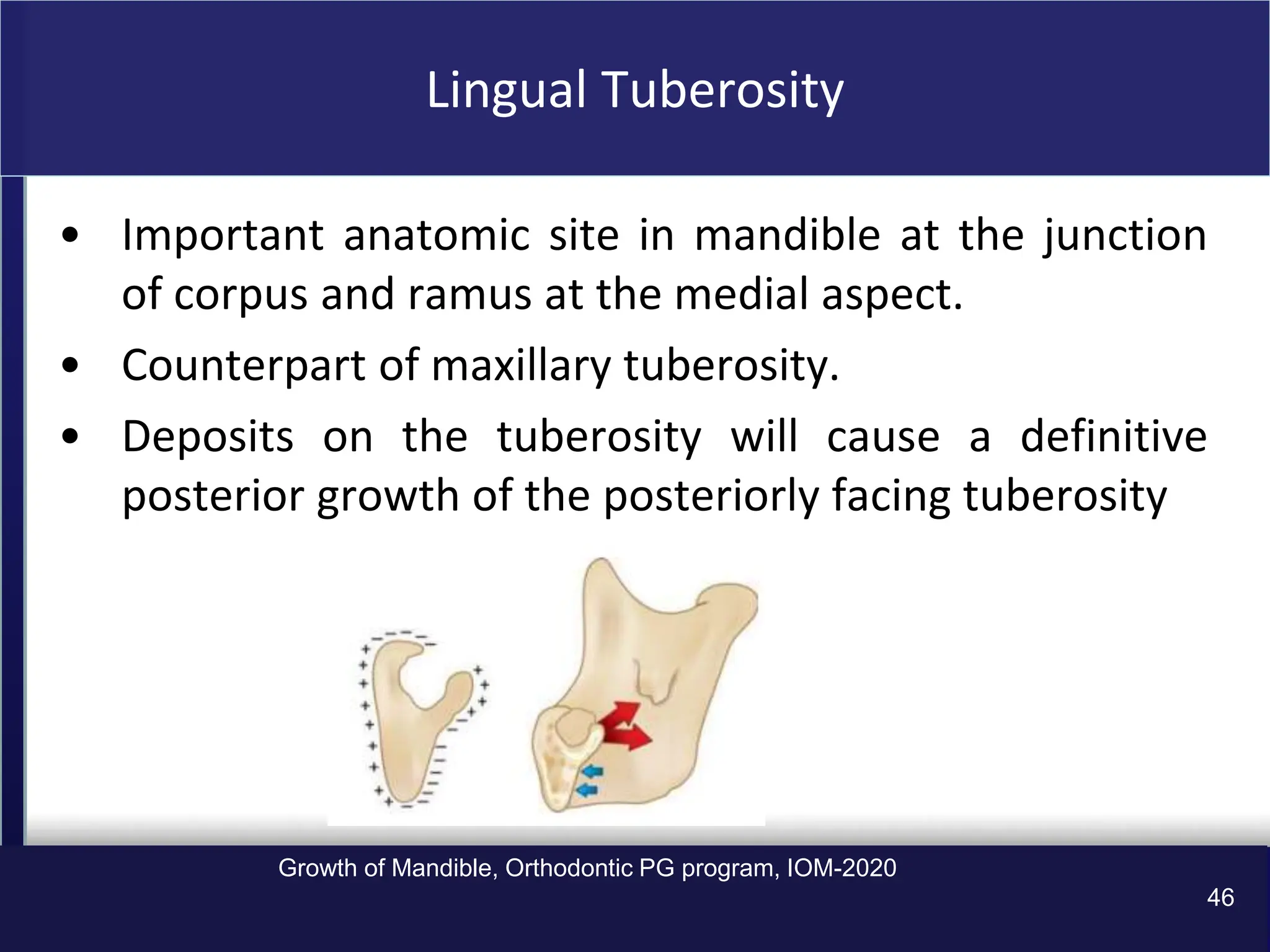 the Growth-of-Mandible in orthodontics ppt | PPT