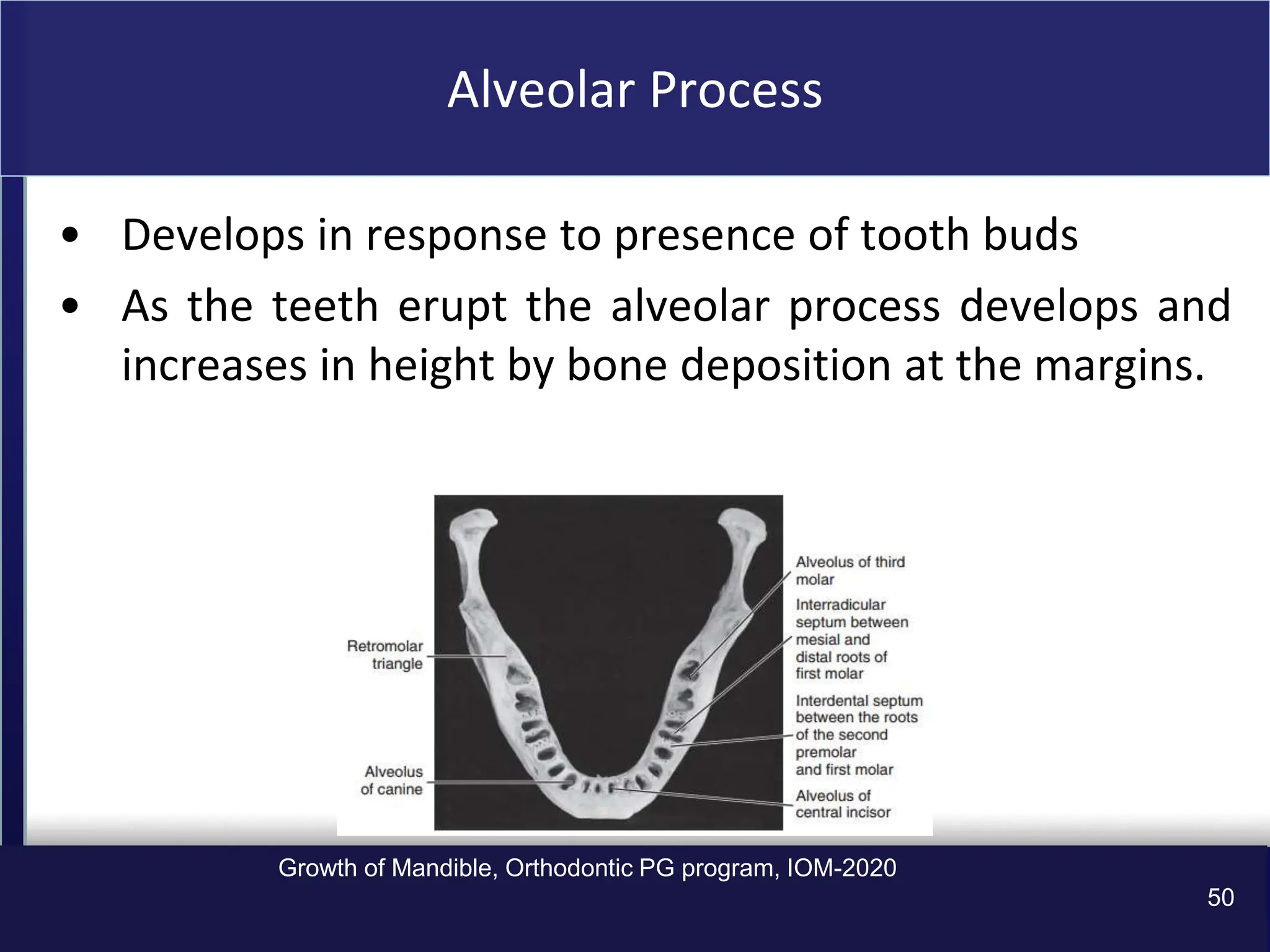 the Growth-of-Mandible in orthodontics ppt | PPT