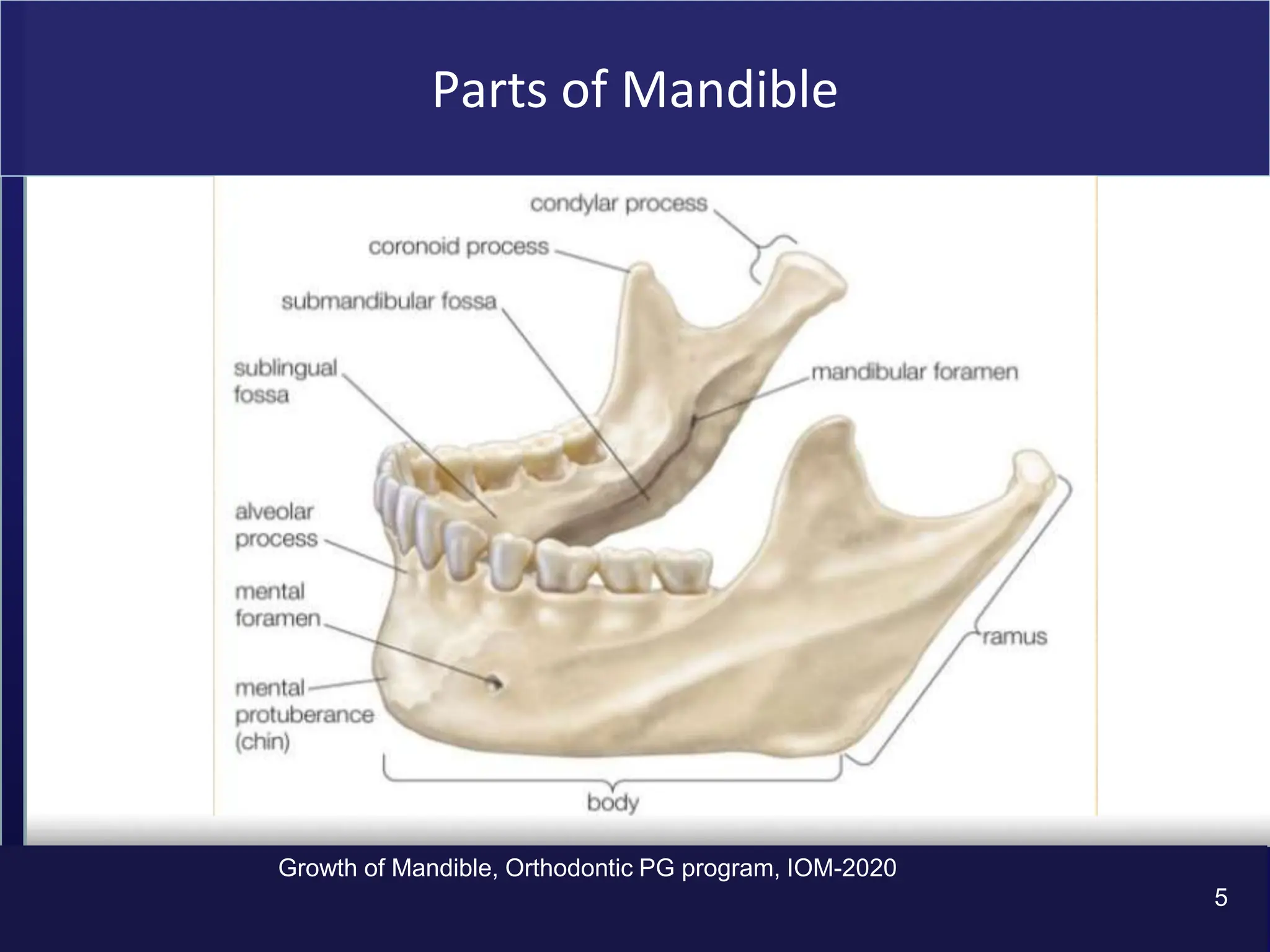 the Growth-of-Mandible in orthodontics ppt | PPT