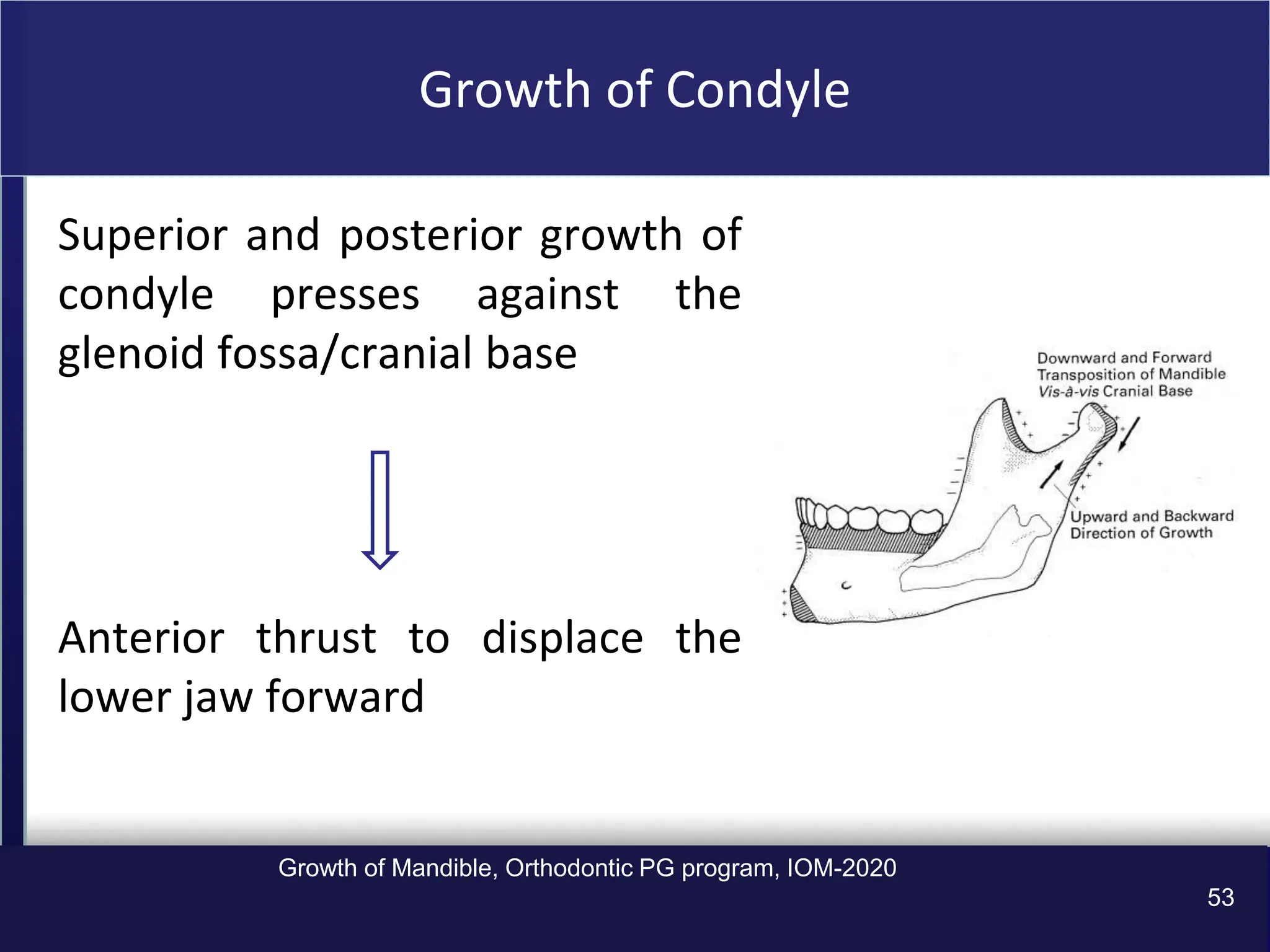 the Growth-of-Mandible in orthodontics ppt | PPT