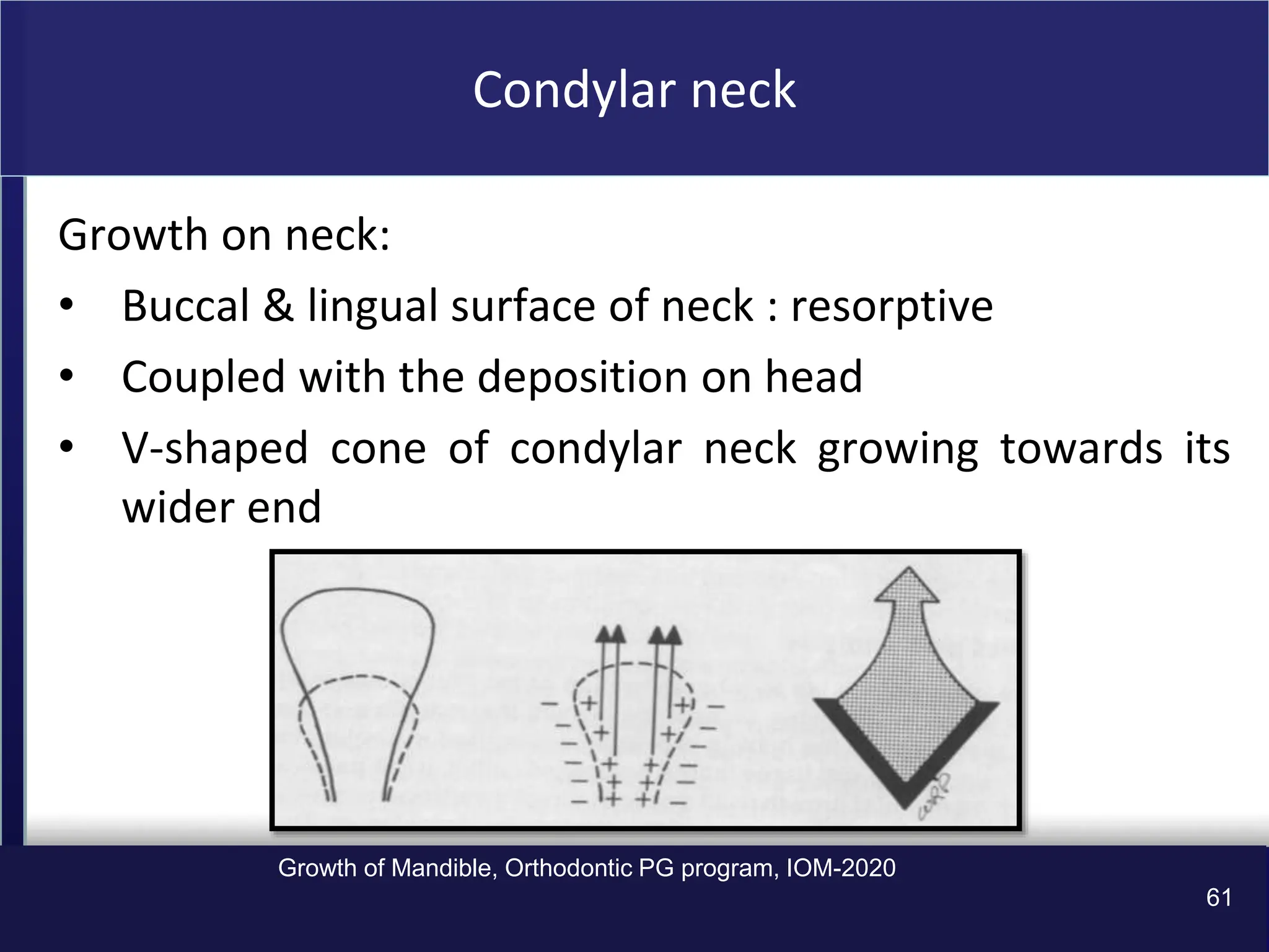 the Growth-of-Mandible in orthodontics ppt | PPT