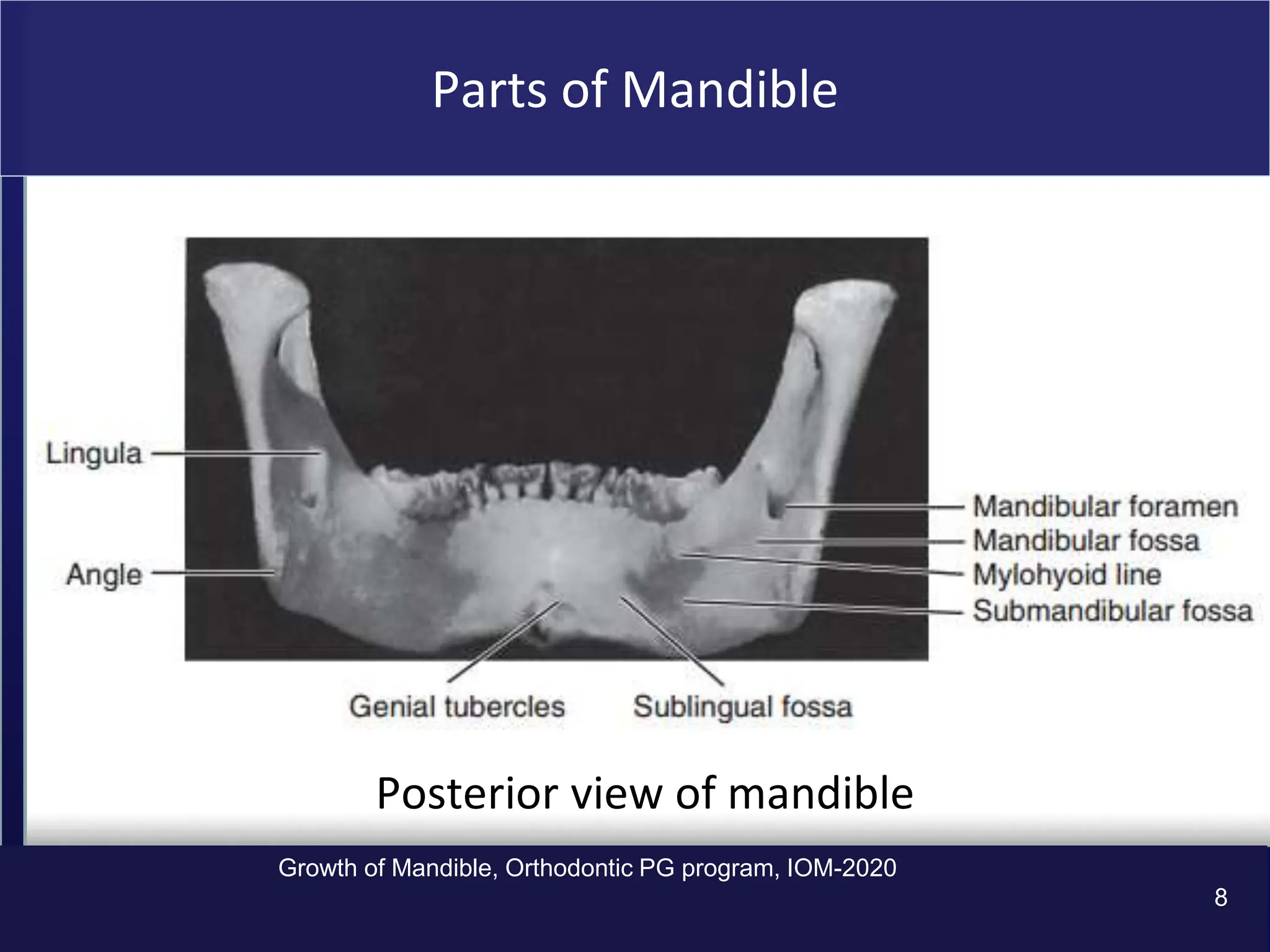 the Growth-of-Mandible in orthodontics ppt | PPT
