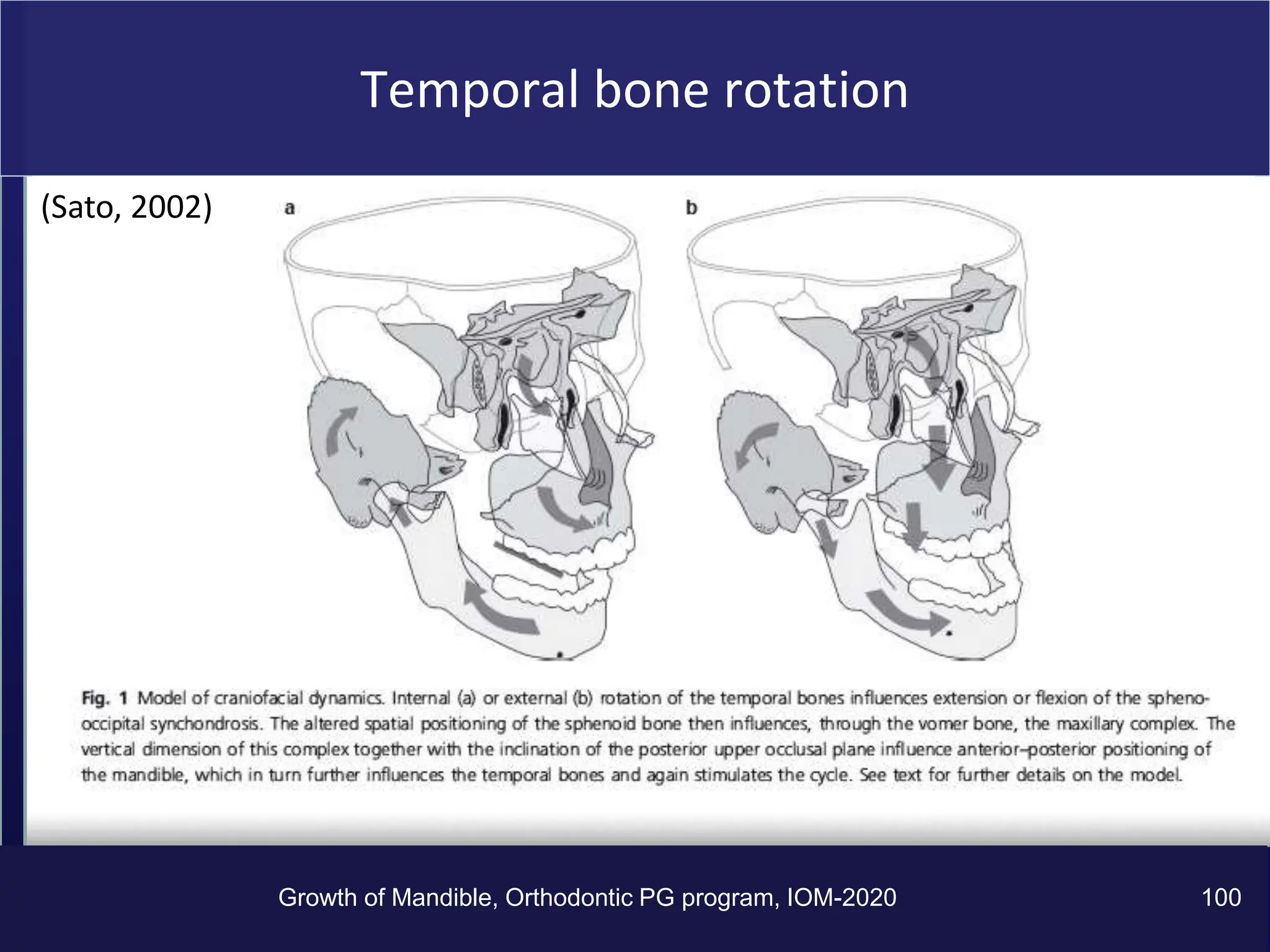 the Growth-of-Mandible in orthodontics ppt | PPT