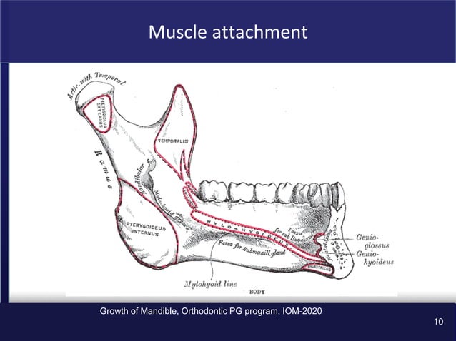 the Growth-of-Mandible in orthodontics ppt | PPT