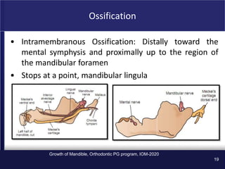 the Growth-of-Mandible in orthodontics ppt | PPT