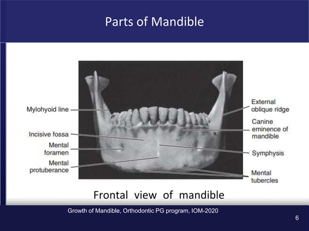 the Growth-of-Mandible in orthodontics ppt | PPT