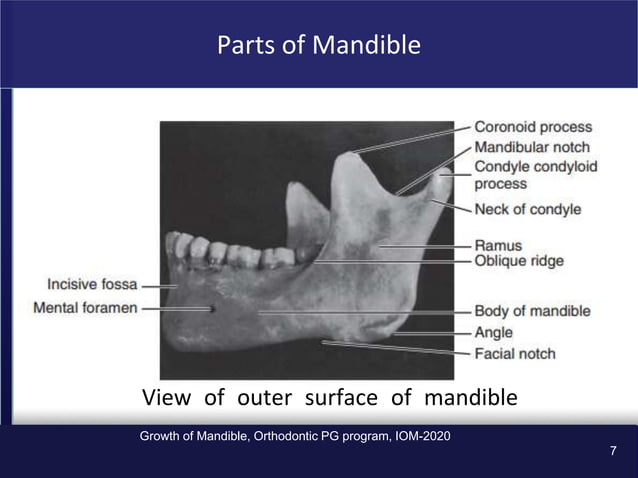 the Growth-of-Mandible in orthodontics ppt | PPT