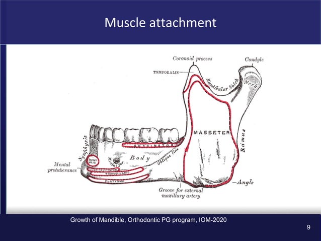 the Growth-of-Mandible in orthodontics ppt | PPT