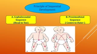 Growth and development | PPTX