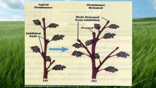 Growth and development in Plants and Animals | PPTX