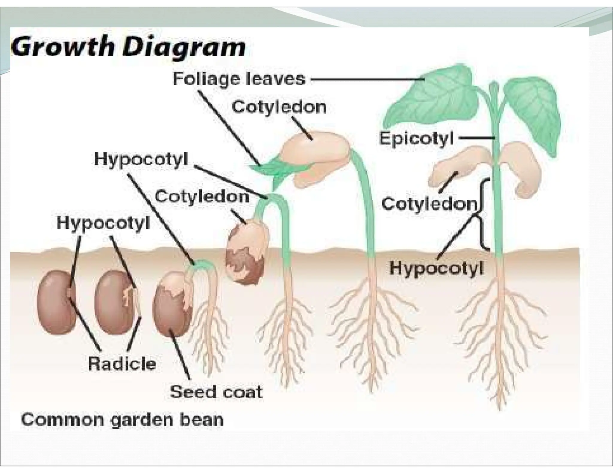 Growth and development its definition, growth curve and factors ...