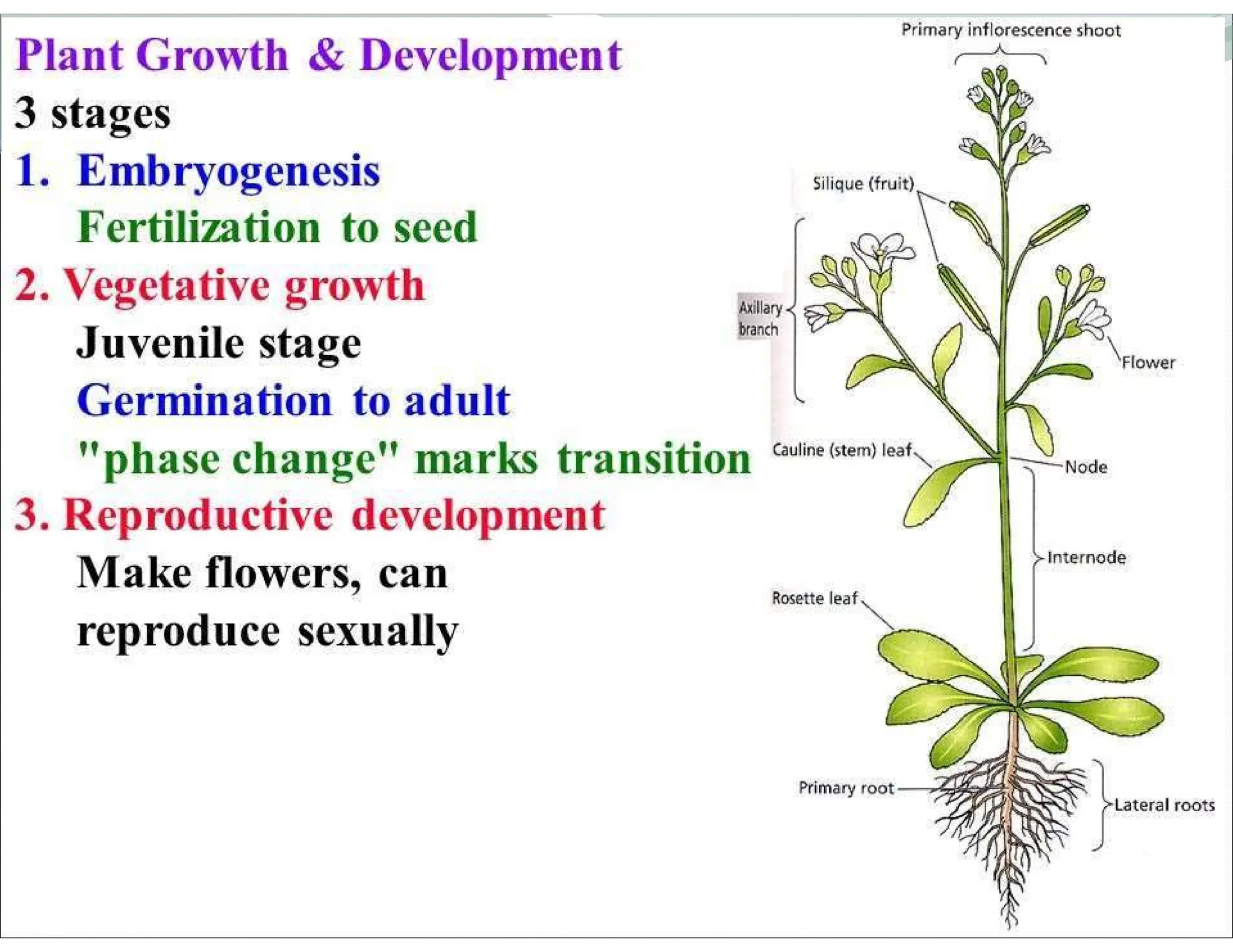 Growth and development its definition, growth curve and factors ...
