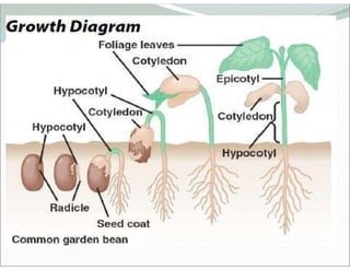 Growth and development its definition, growth curve and factors ...