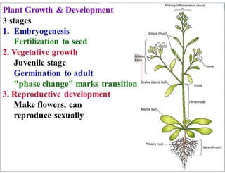 Growth and development its definition, growth curve and factors ...